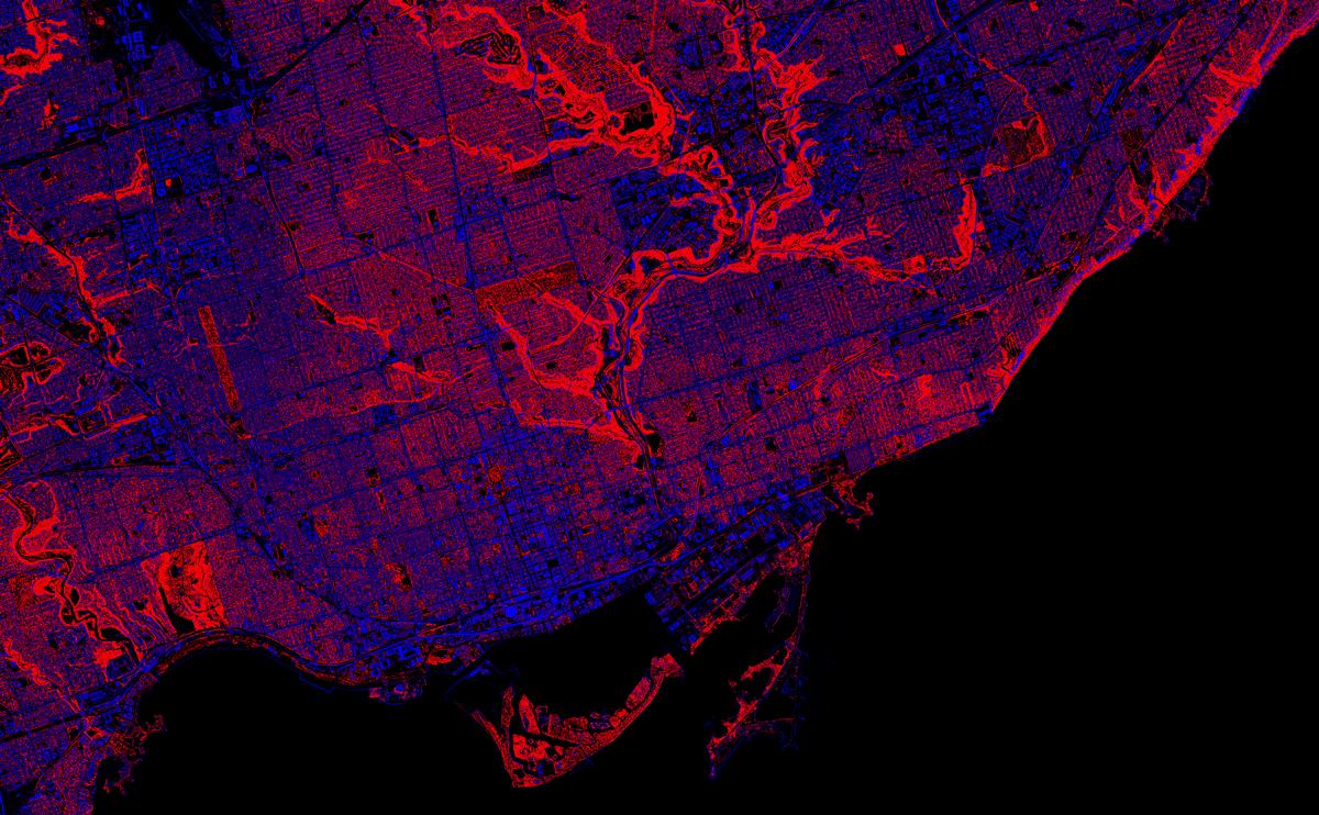 Toronto Trees / Zachary Mollica