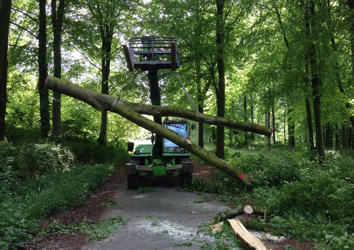 Tree Fork Truss / Zachary Mollica